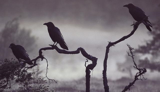 Seed to Feed Me: WHAT IS THE DIFFERENCE BETWEEN A ROOK, A RAVEN AND A CROW?