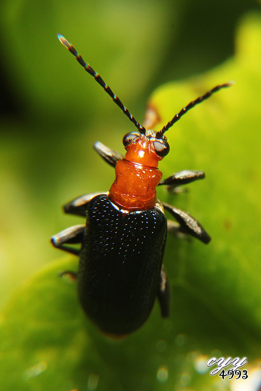 cyy4993: Leaf Beetle [Chrysomelidae] Lema (Petauristes) Honorata (Baly ...
