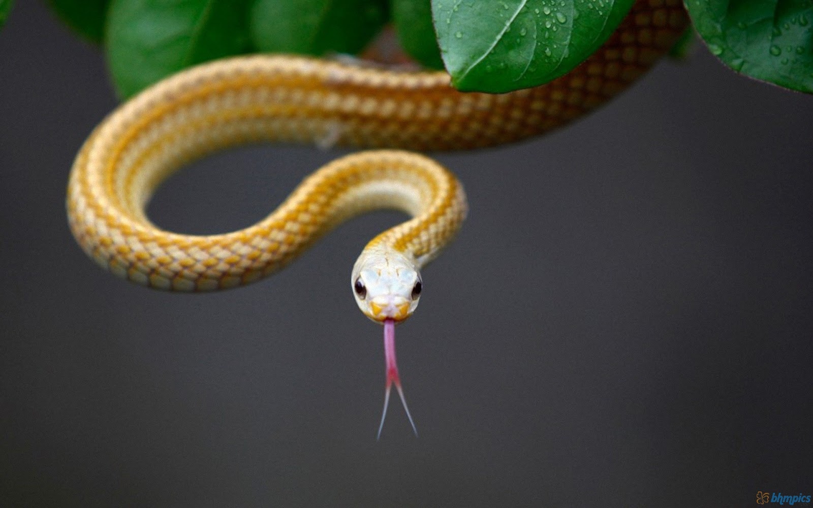 Free Best Pictures: Snake Tongue & Snake Tongue Wallpapers