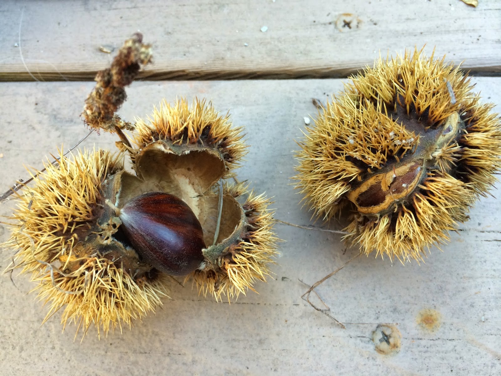 Trees of Santa Cruz County: Castanea sativa - European Chestnut