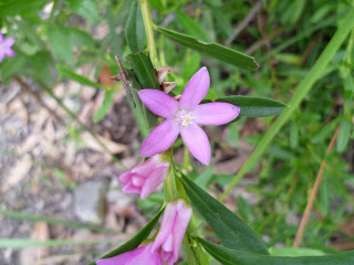 Bush Flower Healing: ...the MAGIC of roadside HERBS... - by Katrina