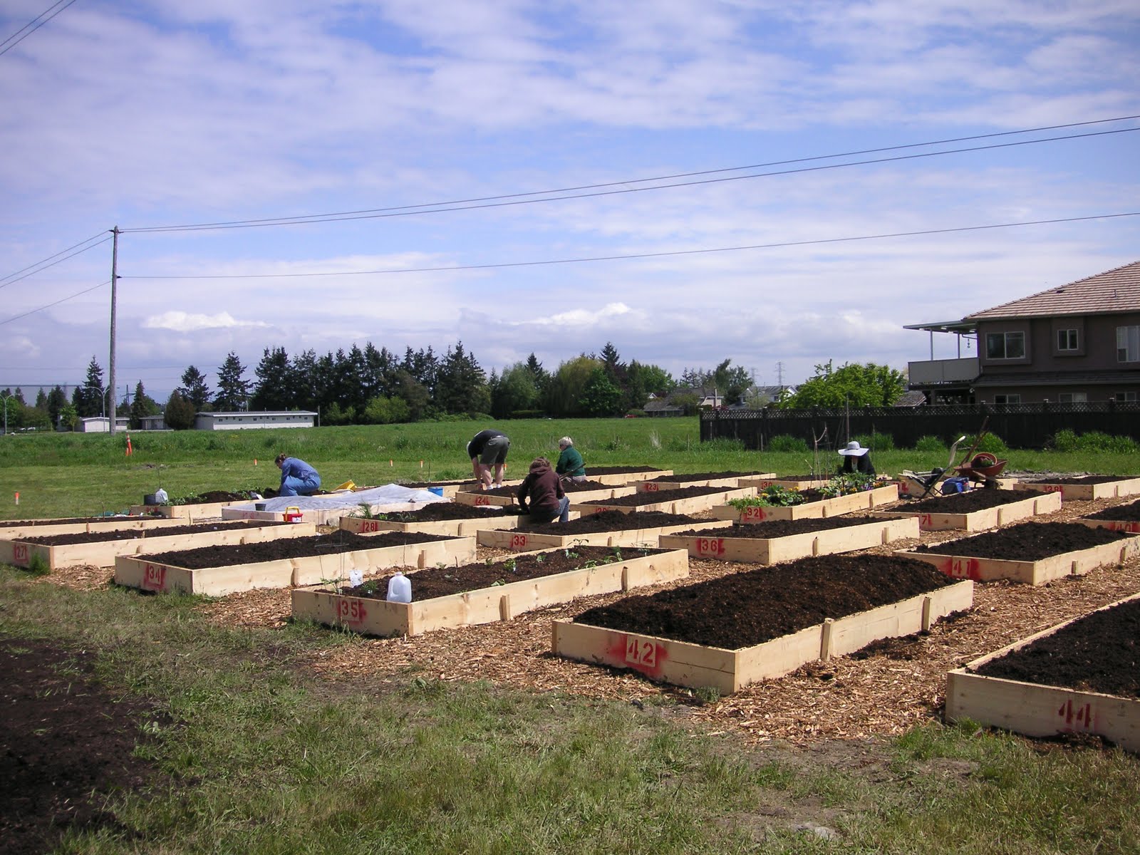 Day Four of the Ladner Community Garden