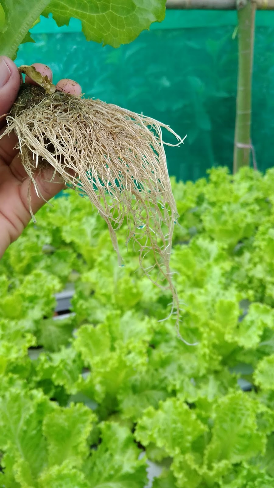 Hydroponik Senja Farm Banyuwangi: GEJALA BUSUK AKAR DAN PENANGANANNYA ...