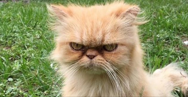 Grumpy Face Cat