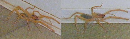 hou die sonkant bo: Die spinnekop met die mombakkies wat in nagmerries ...