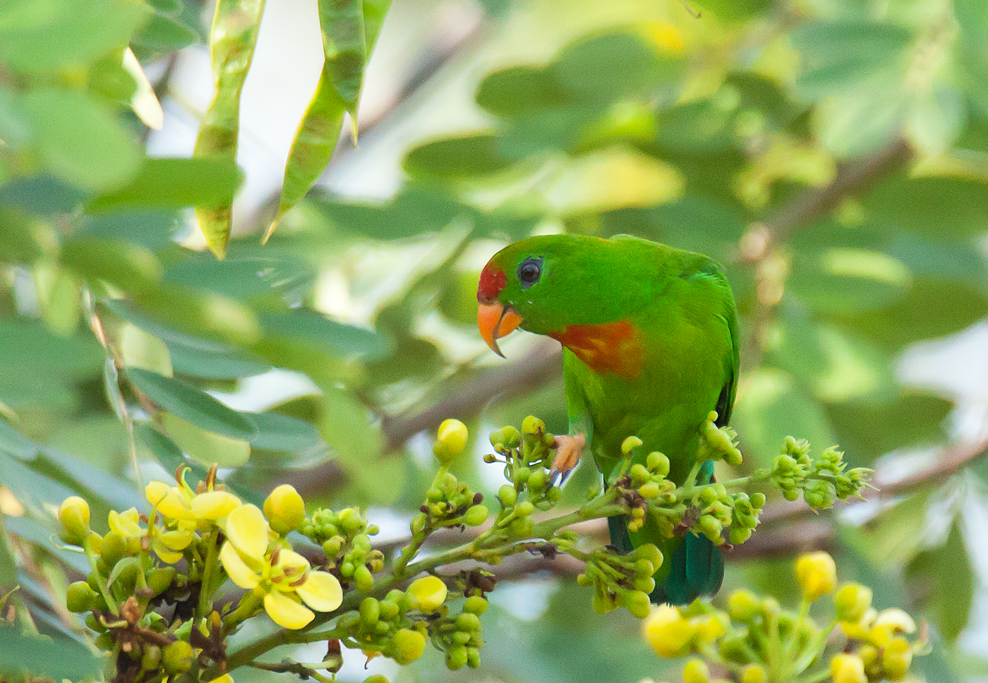 TWO BIRDERS TO GO: A Date with the Colasisi