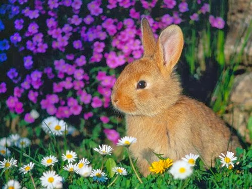 La gradinita: POEZII