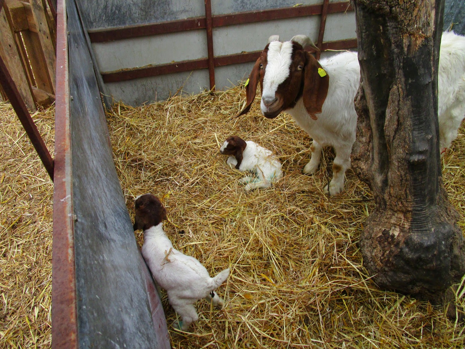 Boer Goats Portugal