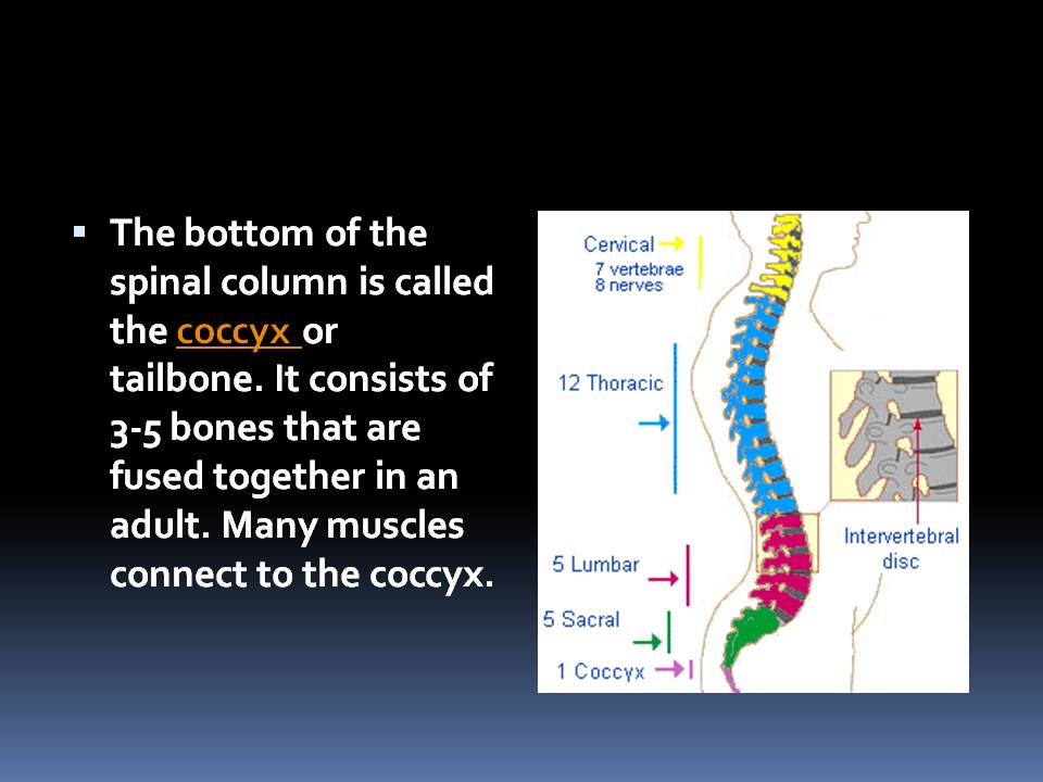 Biology: Support and Locomotion