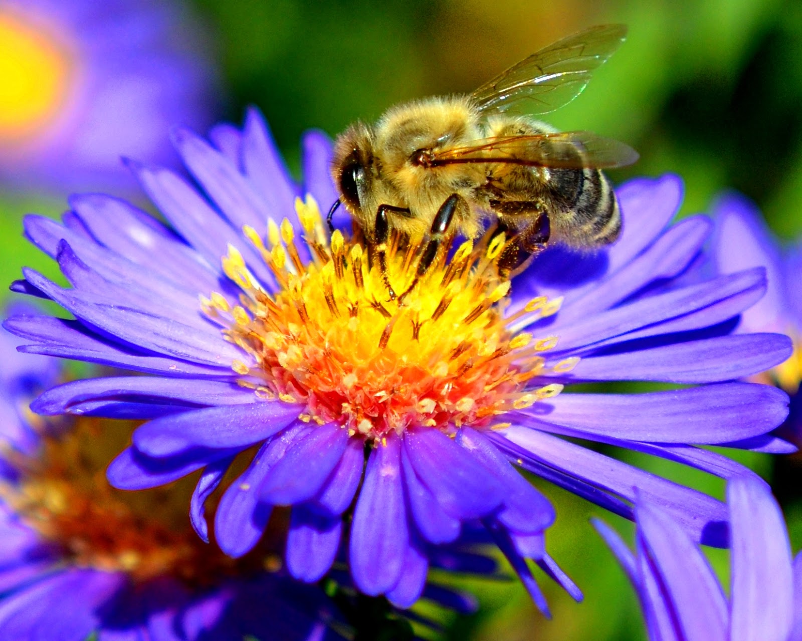 ps-pictureshop: Insekten, insects, insekte, insektet, intsektuak, Насекоми,