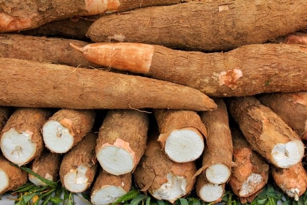 ALIMENTOS UTILIZADOS POR LOS PUEBLOS ABORÍGENES PANAMEÑOS EN LA EPOCA ...