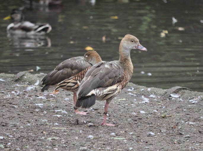 ZOOTOGRAFIANDO (6.100 ANIMALS): YAGUASA ADORNADA / PLUMED WHISTLING ...