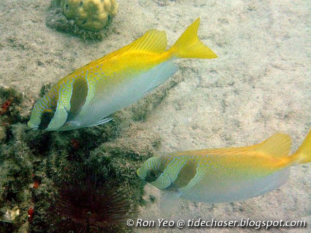 tHE tiDE cHAsER: Perciformes Fishes (Phylum Chordata: Order Perciformes ...