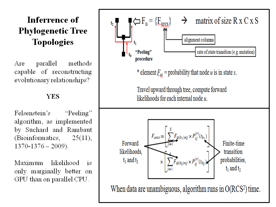 Synthetic Daisies: Scenes from a graphical, parallel biology (Presentation)
