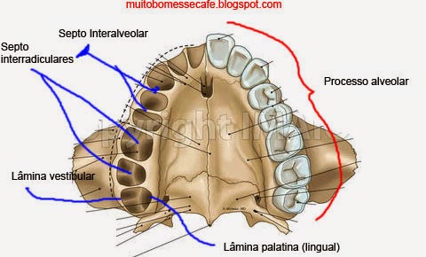 Muito bom esse café !: Anatomia - O crânio (vista inferior)