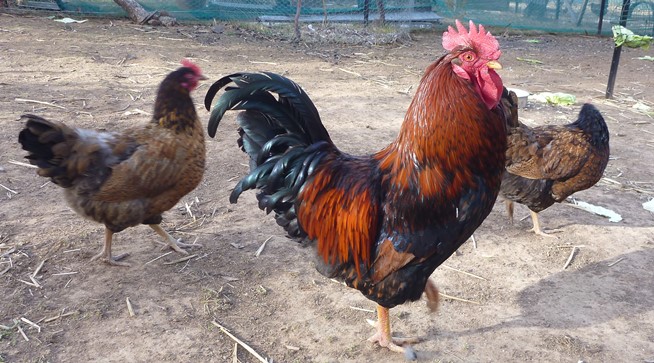 Early Bird Farm: Roosters