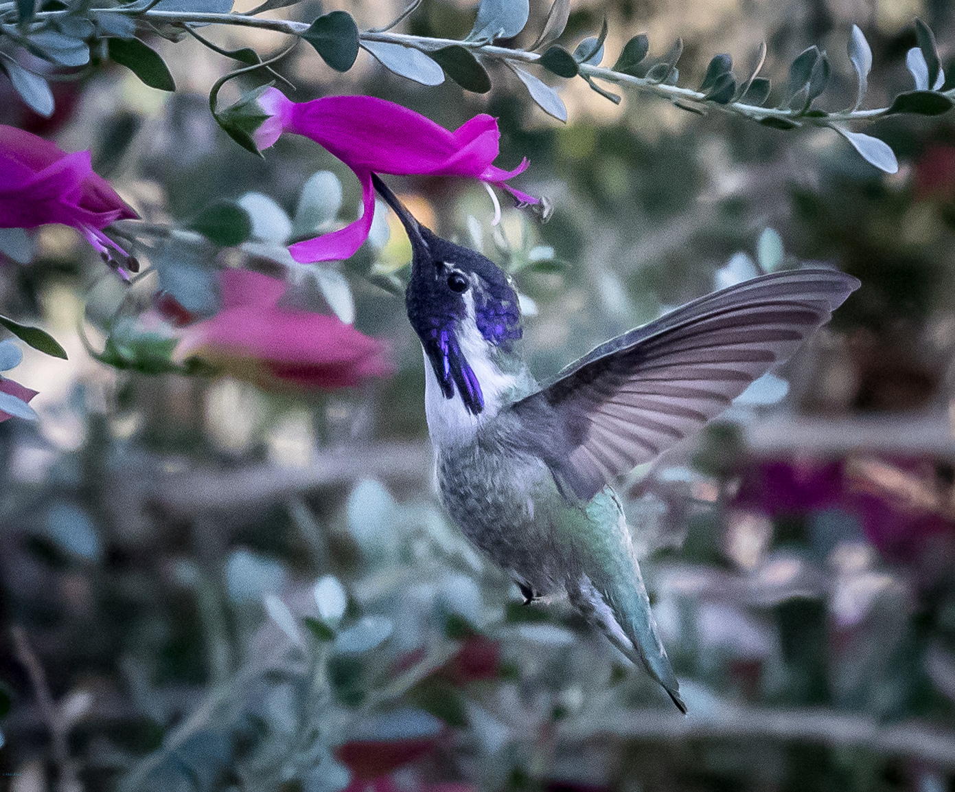 Feather Tailed Stories: Costa's & Anna's Hummingbirds