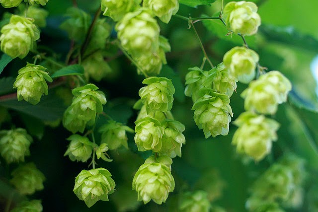 All the Brews Fit to Pint: The Every Two Weeks in Beer: Hops Aren't ...