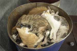 Funny Animals Funny Pictures: Dead Cats Funny Pictures