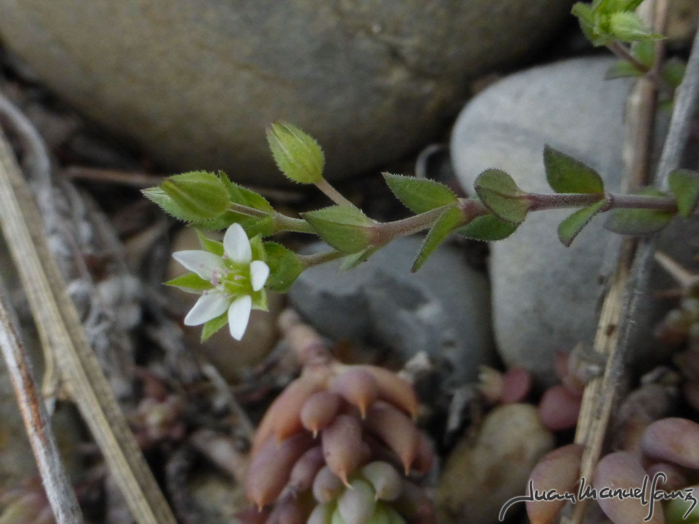 rocayflor: Flora del Somontano de Barbastro. Caryophyllaceae