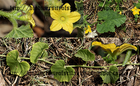 Biodiversity of Sri Lanka: කැකිරි[Kekiri]/Melon (Cucumis melo)