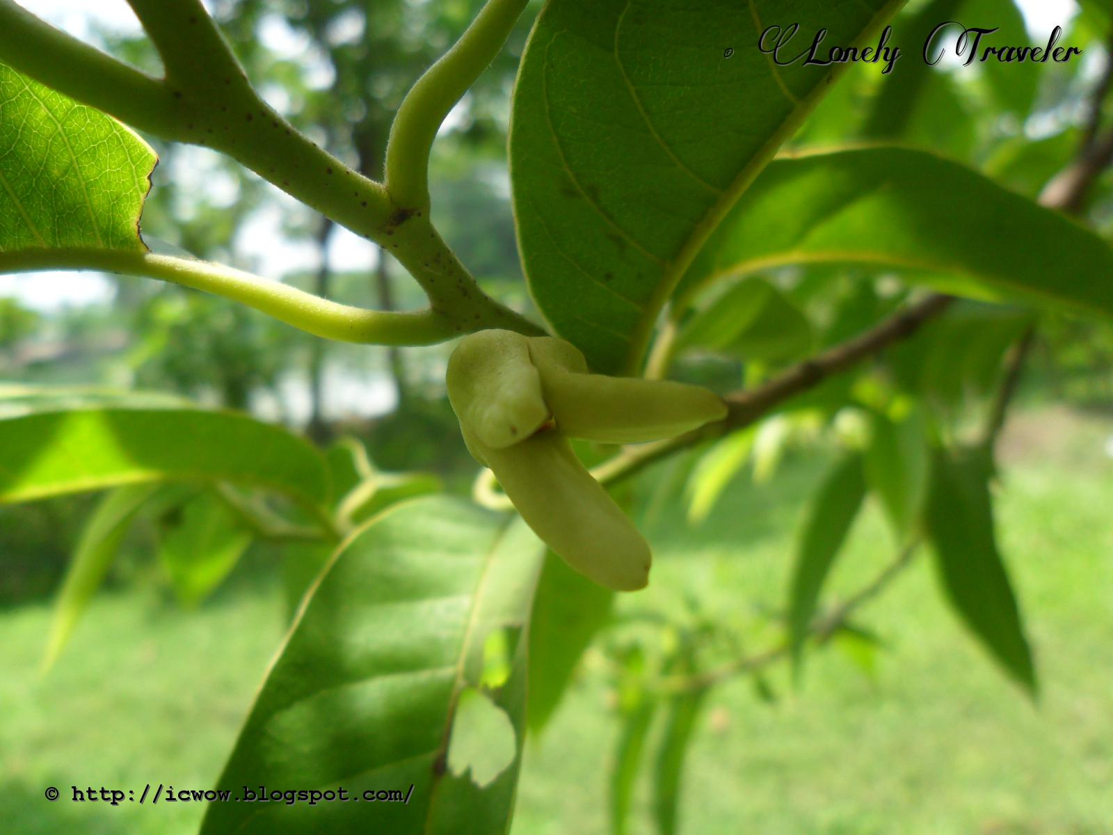 Sugar apple - Annona squamosa