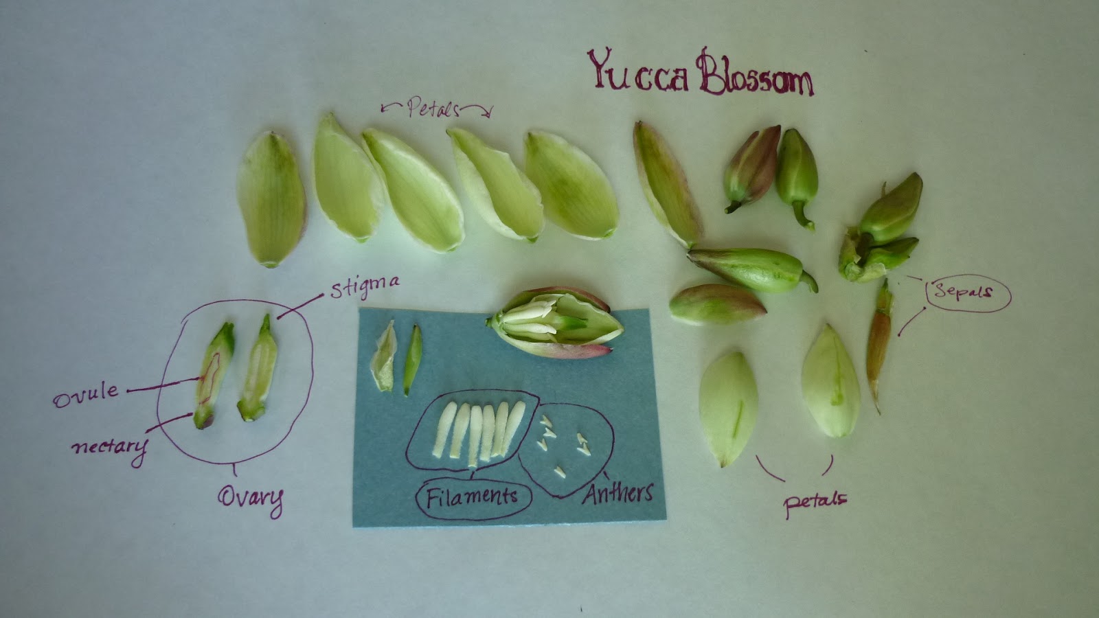 A study of the yucca plant # Homeschool Sanity