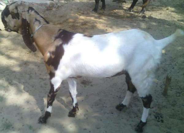 Goat Farming: Sojat Goat Farming Details Guide