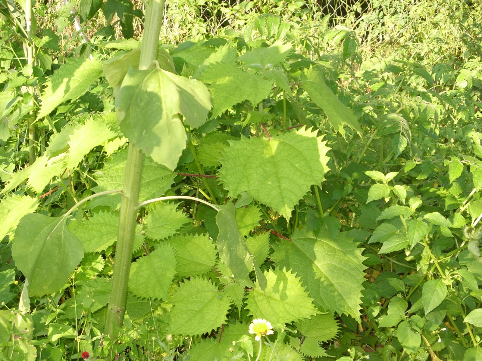 Scirpidiella's Plants: Giant Asian Nettles (Girardinia spp.)