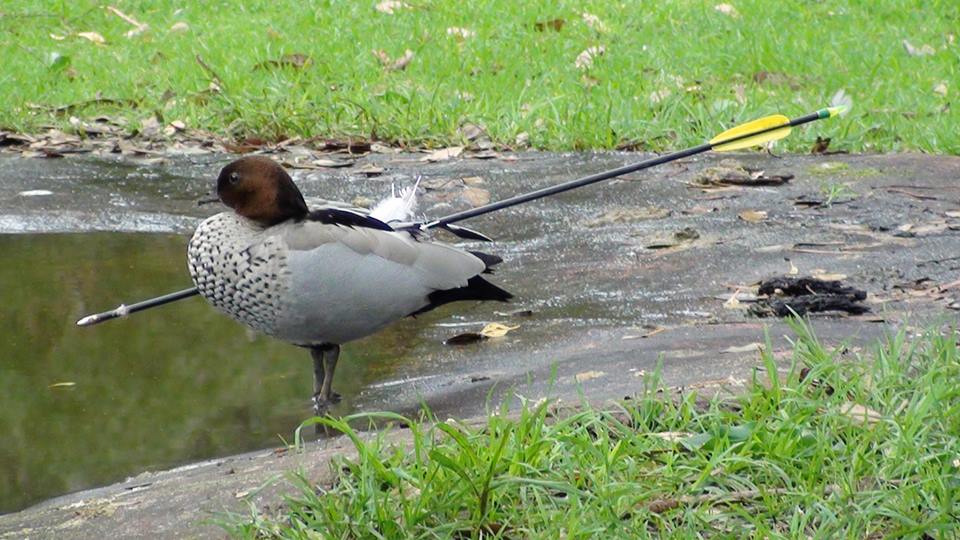 The Hunters' Stand: TIME FOR A LITTLE PERSPECTIVE ON THE ARROW-SHOT ...