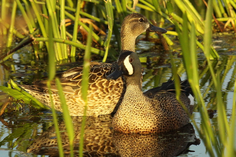 Tails of Birding: Dabbling Ducks - Genus Anas - No. 2
