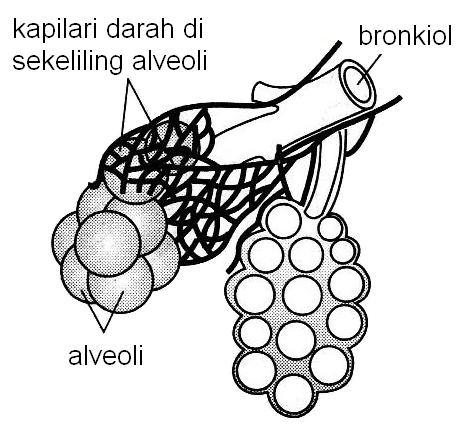 Sains 1 2 3: Pengangkutan Oksigen Dalam Badan