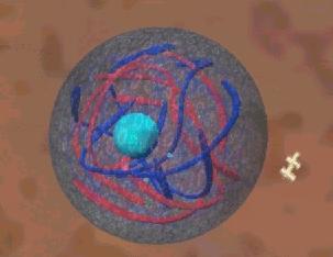 Mitosi i Meiosi