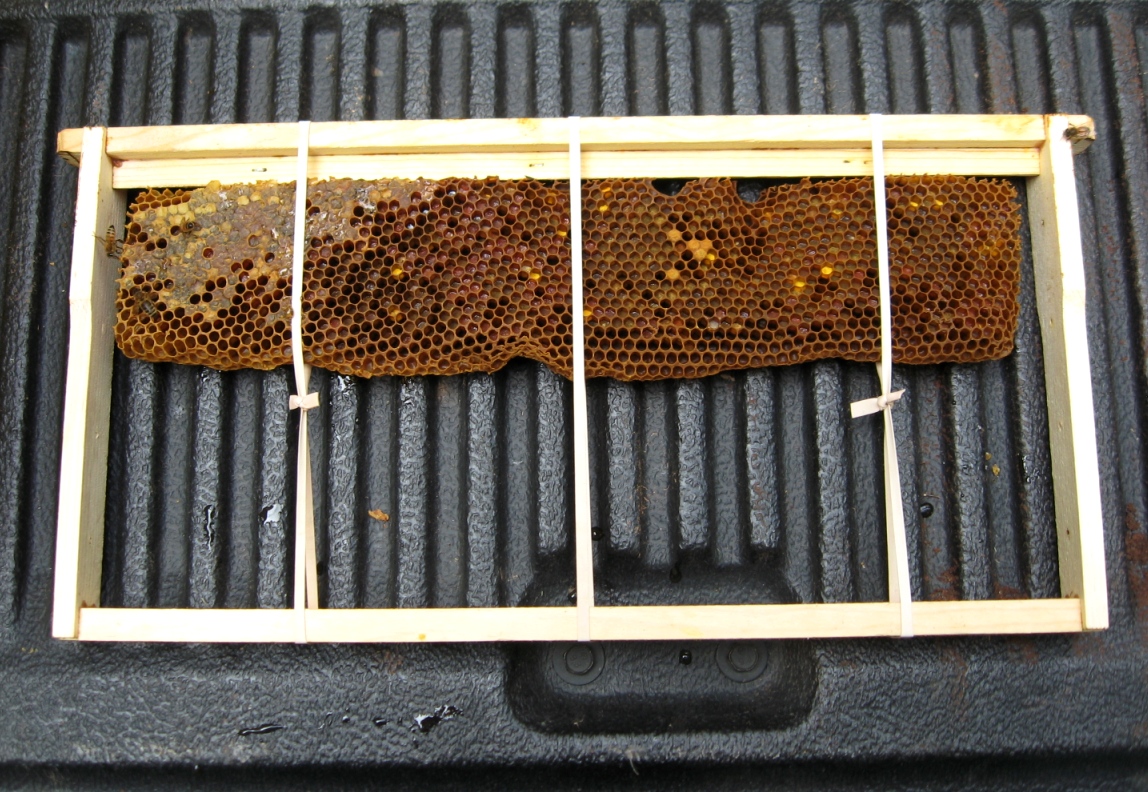 Beaver Creek Bees: August 2011