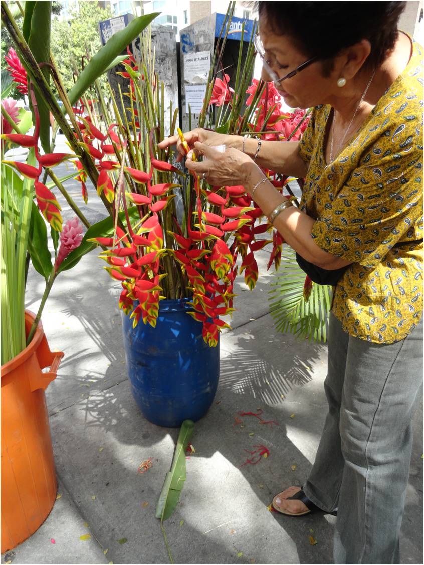 La Doctora De Las Plantas: Flores de plantas exóticas en la ciudad ...