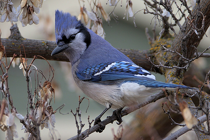 El Herrerillo: Arrendajo azul, Blue Jay (Cyanocitta cristata)