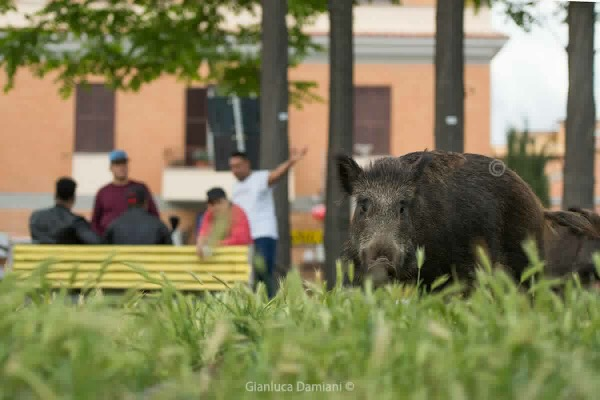Riprendiamoci Roma: Cinghiali a Roma: ecco come comportarsi