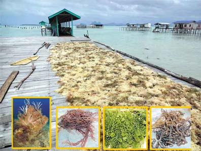 TIP-TIP KESIHATAN - BLOG YANG PATUT DIBACA: RAHSIA RUMPAI LAUT