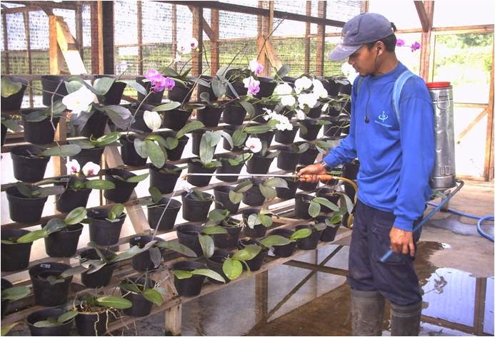 Cara Merawat Tanaman Anggrek Dalam Pot - Ragam Tanaman