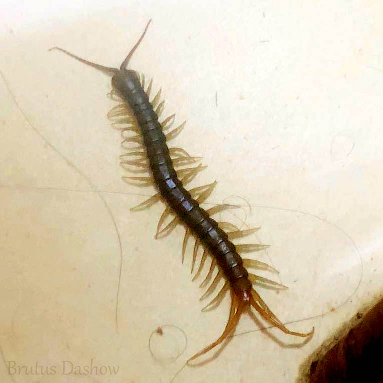 Insetologia - Identificação de insetos: Lacraia em Minas Gerais