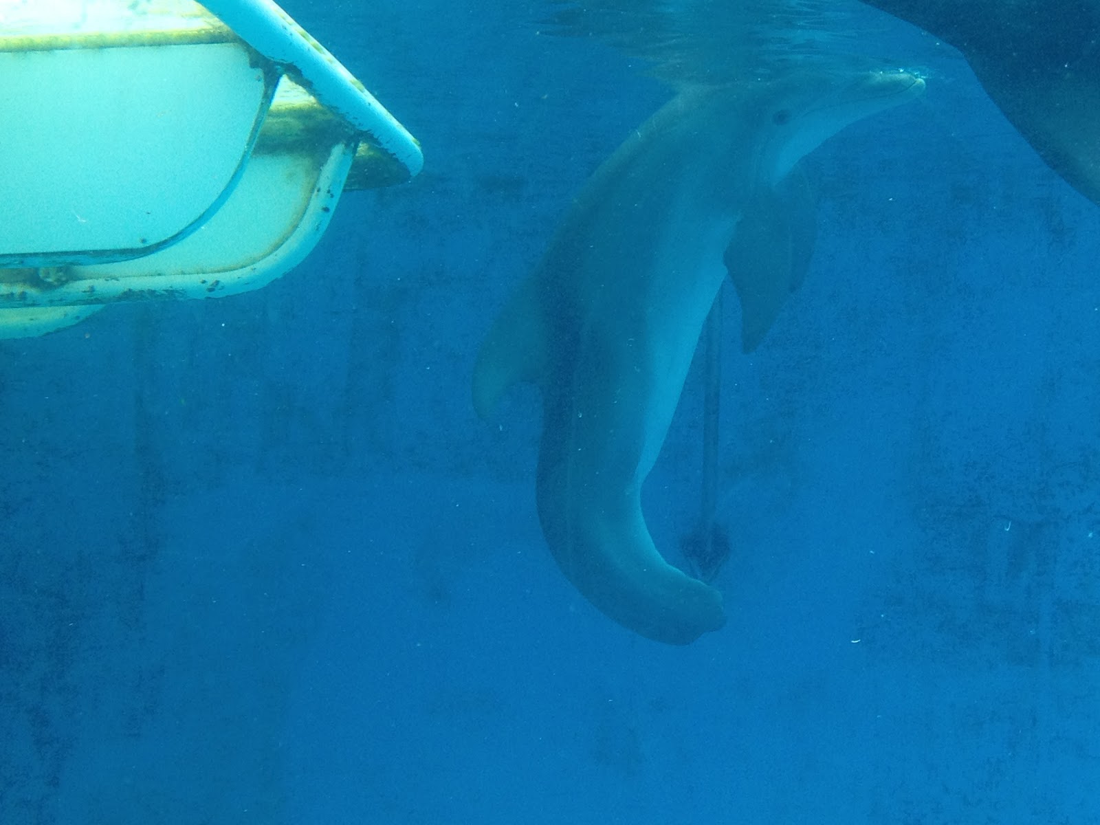 Tug Calypso's Great Loop Adventure