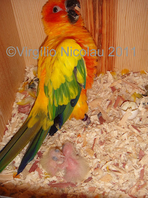 Psitacideos Nicolau: Aratinga sol: a evolução.