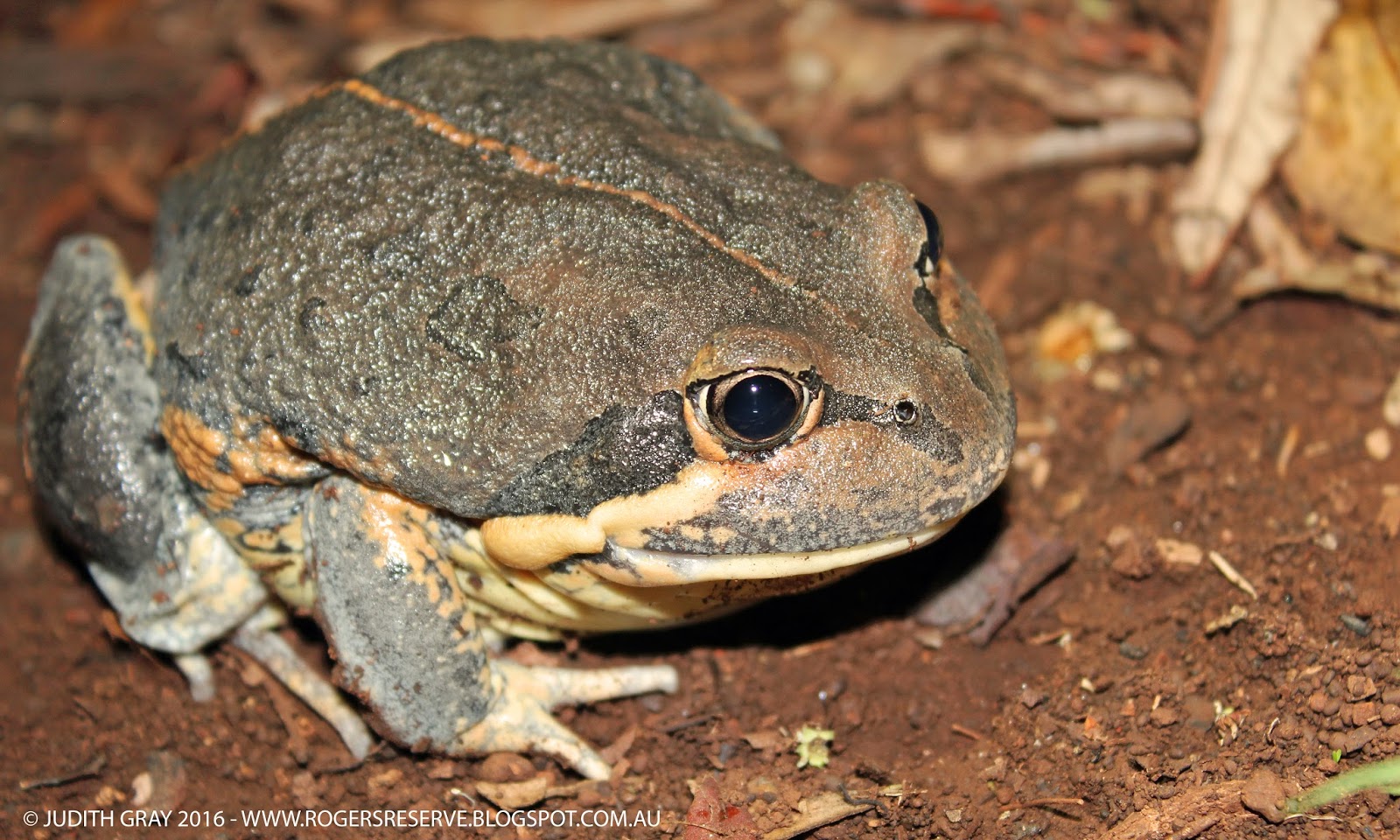 Charles and Motee Rogers Bushland Reserve: Wildlife of Rogers Reserve ...