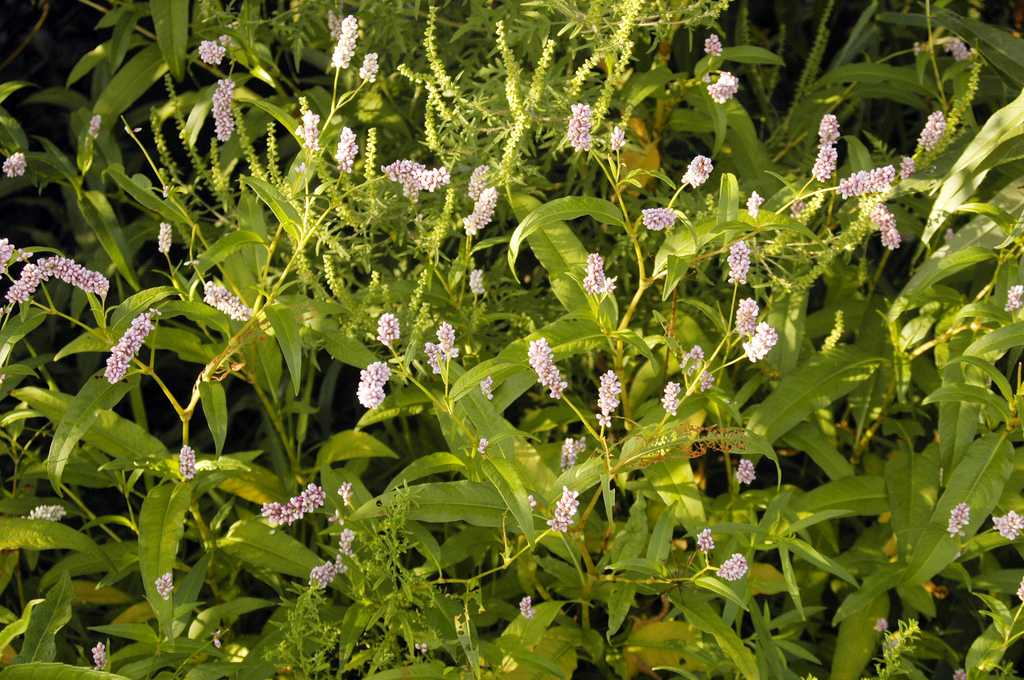 Earth and Space News: Pennsylvania Smartweed (Persicaria pensylvanica ...