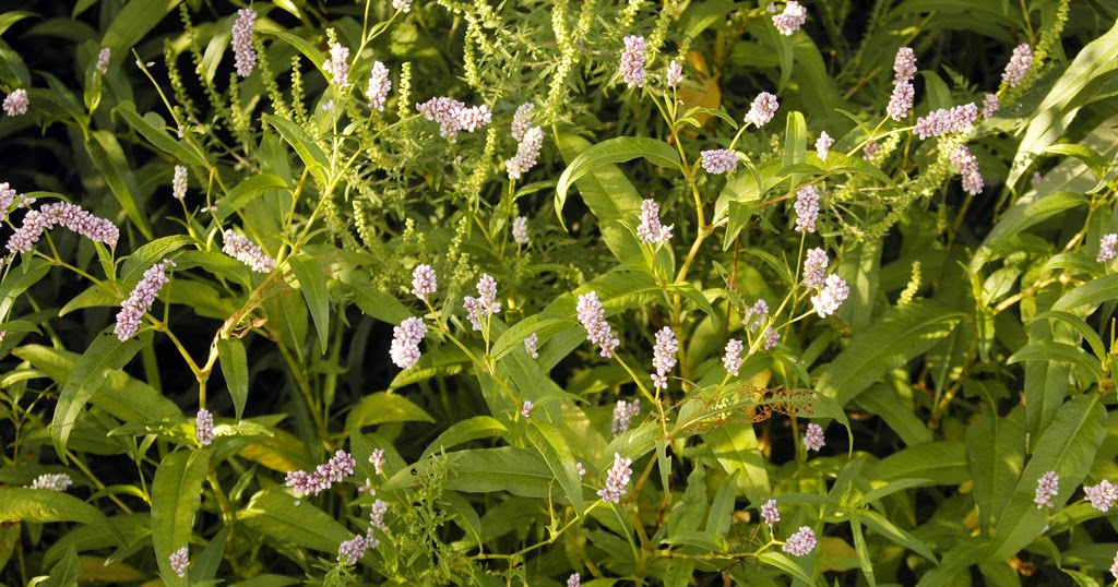 Earth and Space News: Pennsylvania Smartweed (Persicaria pensylvanica ...