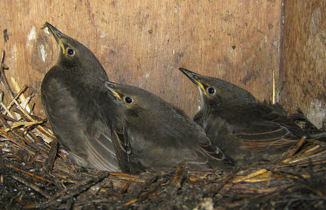Birding For Pleasure: Starling update Day 21