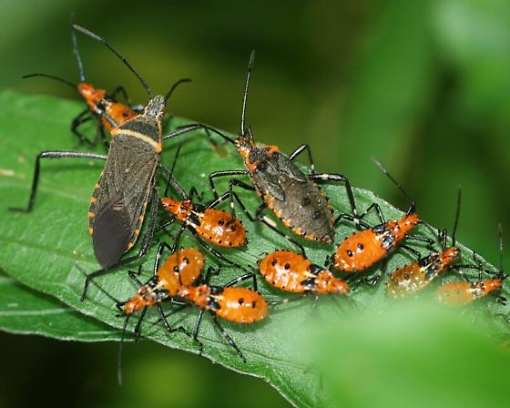 INSECTOS DE P.R. In Memoriam Dr Luis F Martorell y Dr Alain Liogier ,DR ...