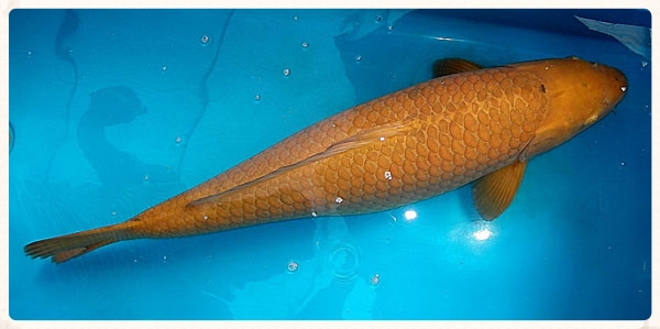 El blog de Mikcg: Las 26 variedades de kois: El Chagoi