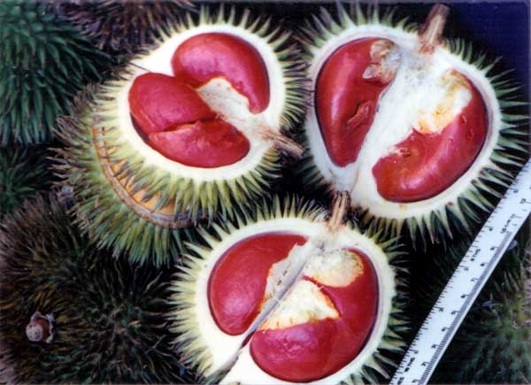 Banyuwangi Tour: Durian Merah Primadona Banyuwangi