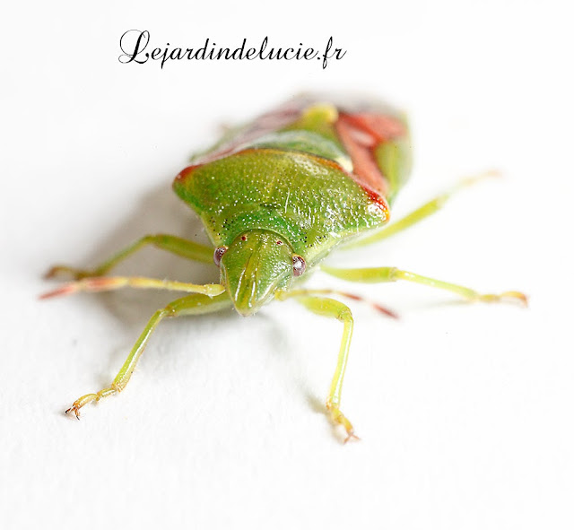 Cyphosthetus tristriatus, jolie punaise décorée en rose!